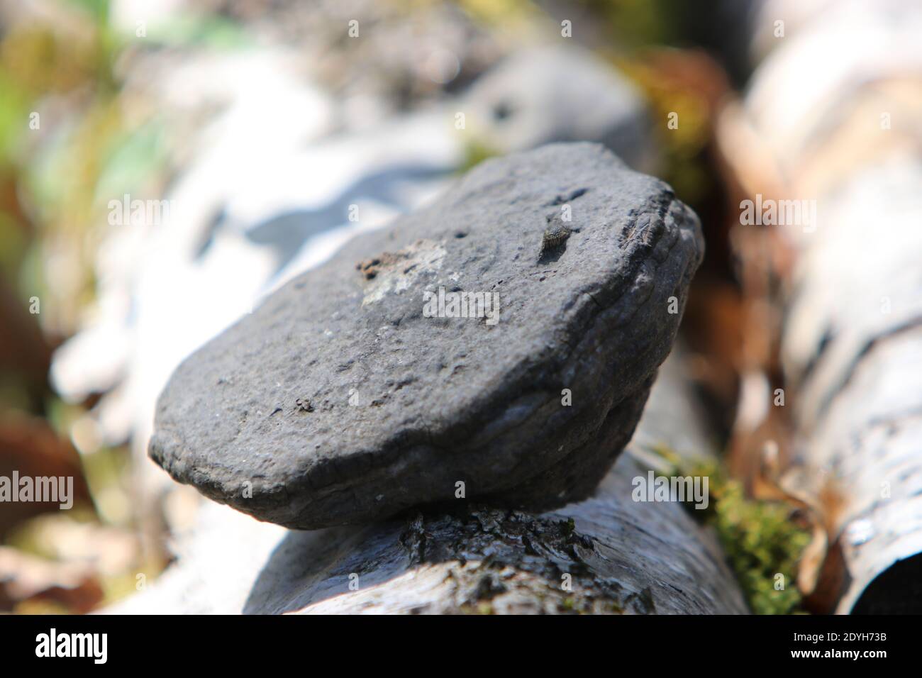 A closeup view of a grey weathered rock on the surface of a log of a ...