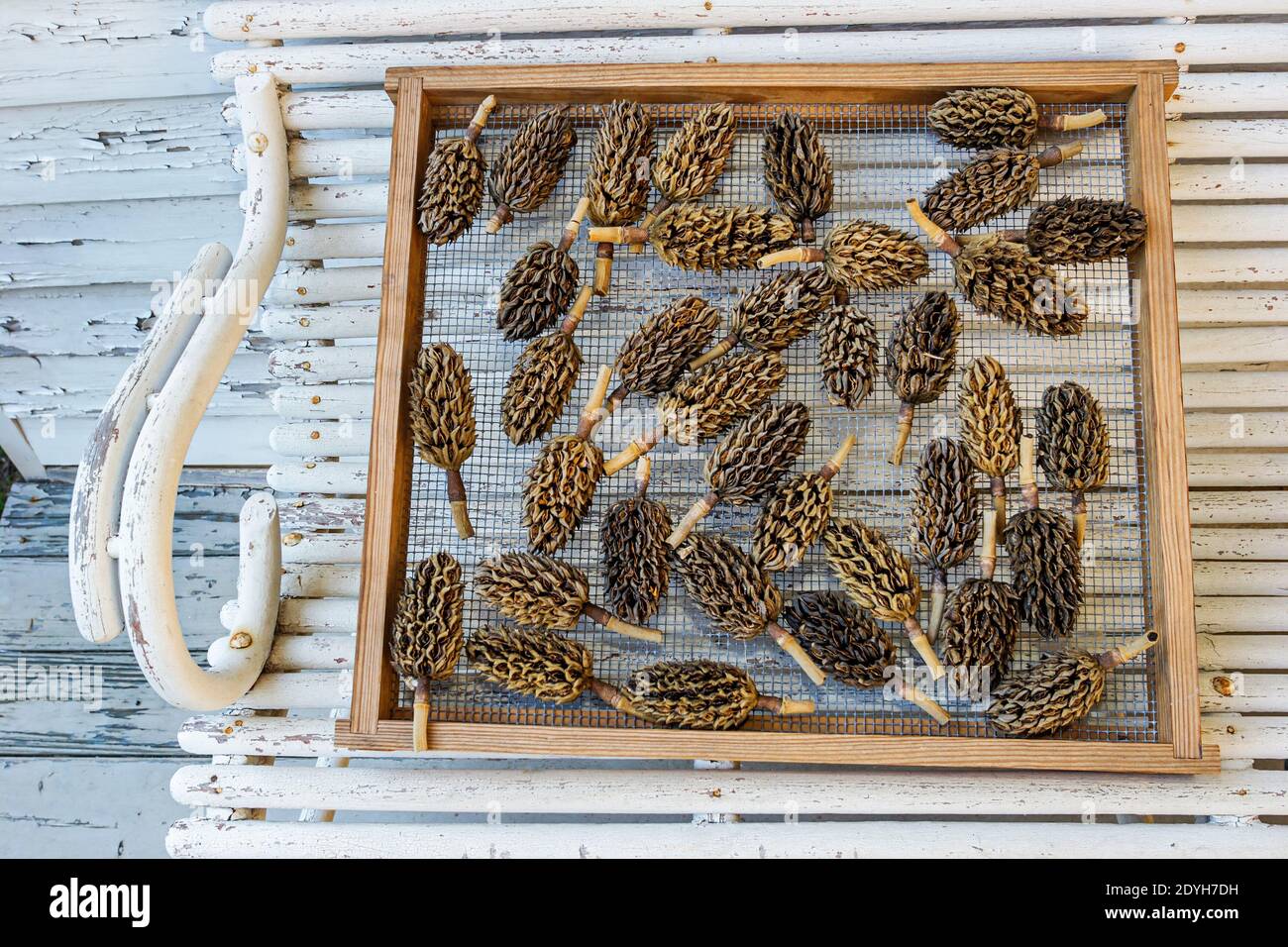 Alabama Greensboro Magnolia Grove House Museum,Greek Revival temple ...