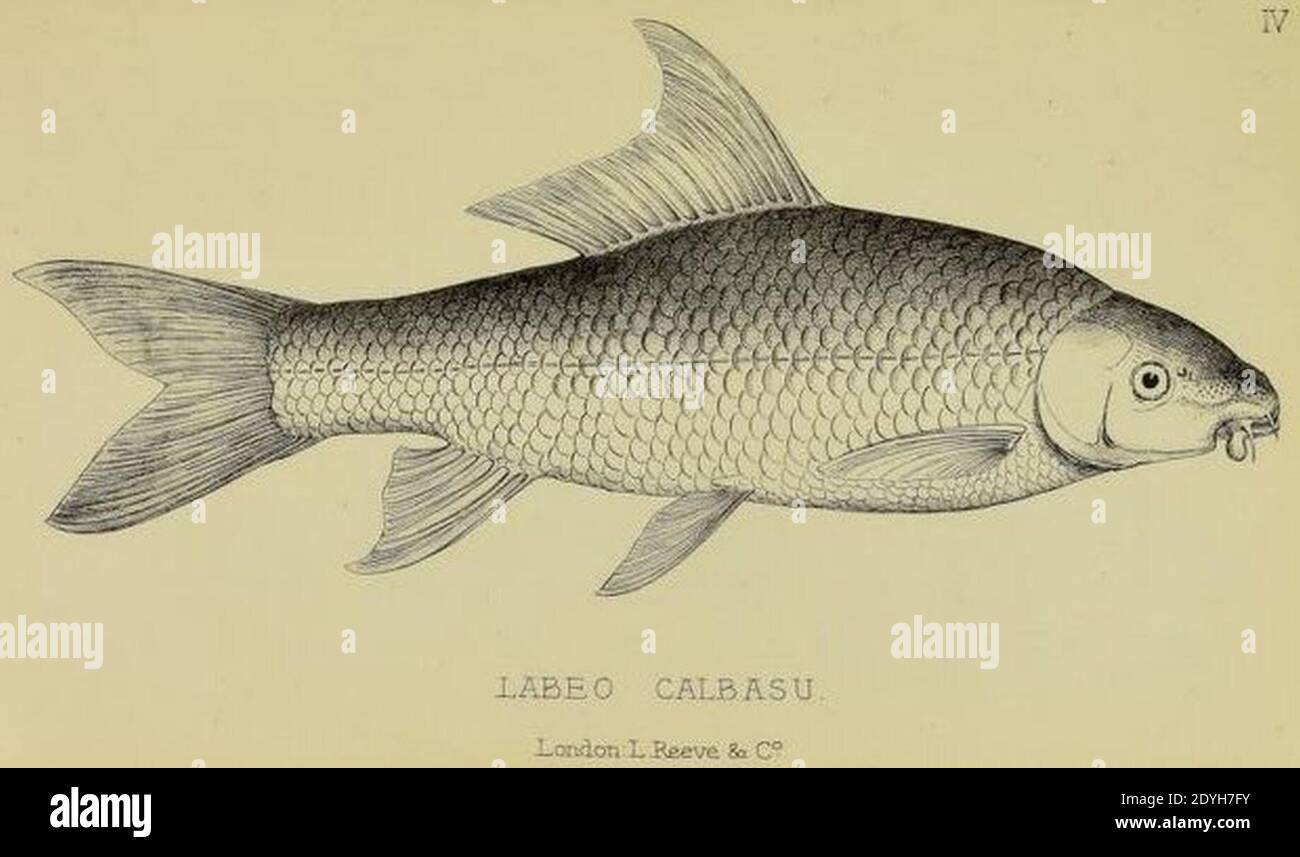 Class Osteichthyes Labeo