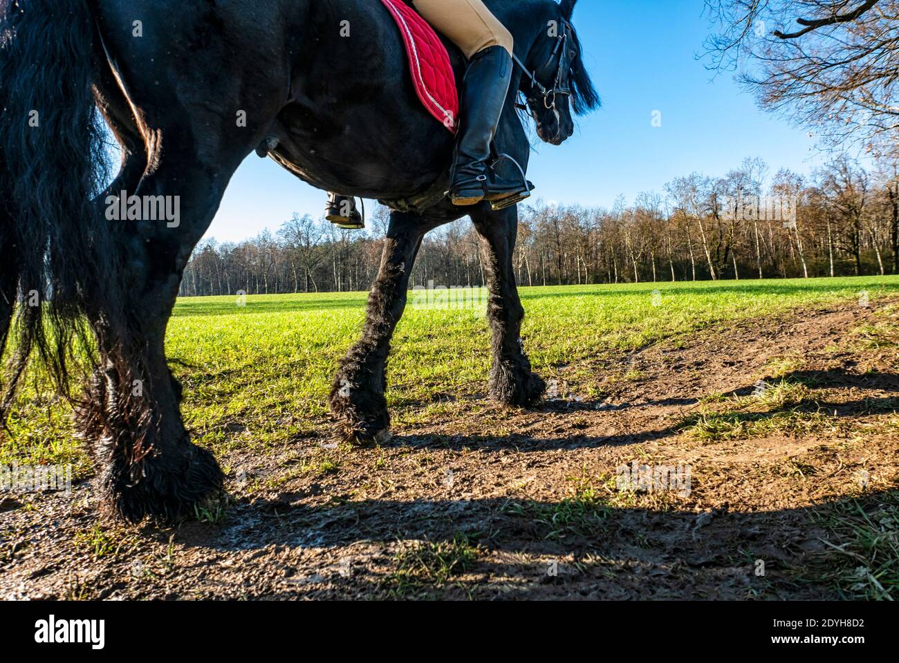 Horse riding scene in a natural parkland Stock Photo - Alamy