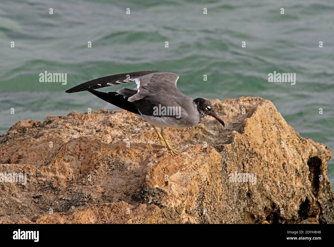 Gull stretching hi-res stock photography and images - Alamy