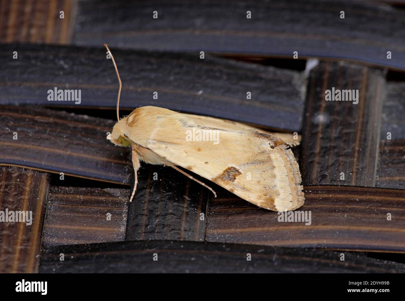Bordered Straw moth (Heliothis peltigera) adult at rest Sharm-El-Sheikh ...