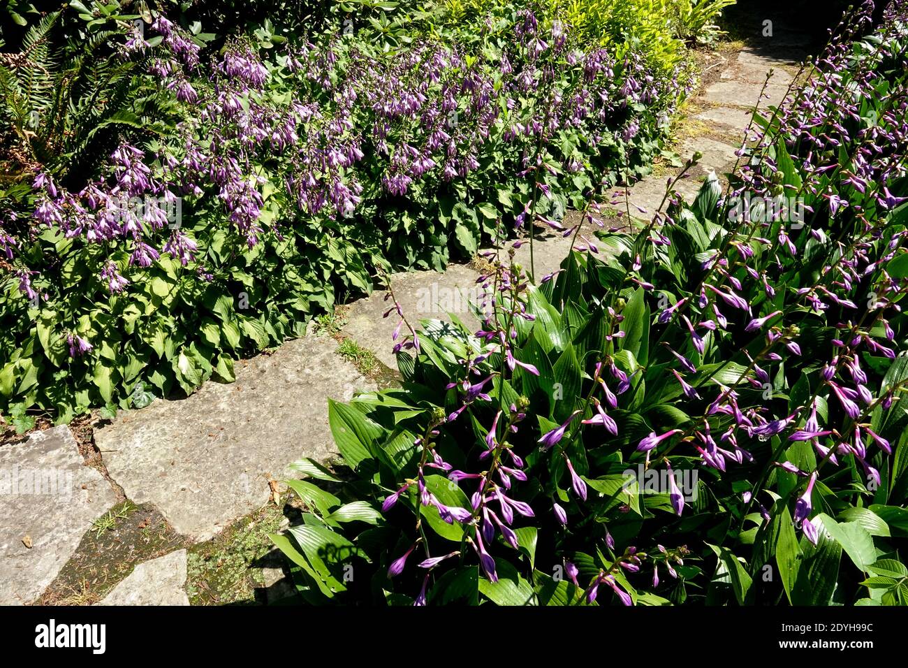Flowering hostas hi-res stock photography and images - Alamy