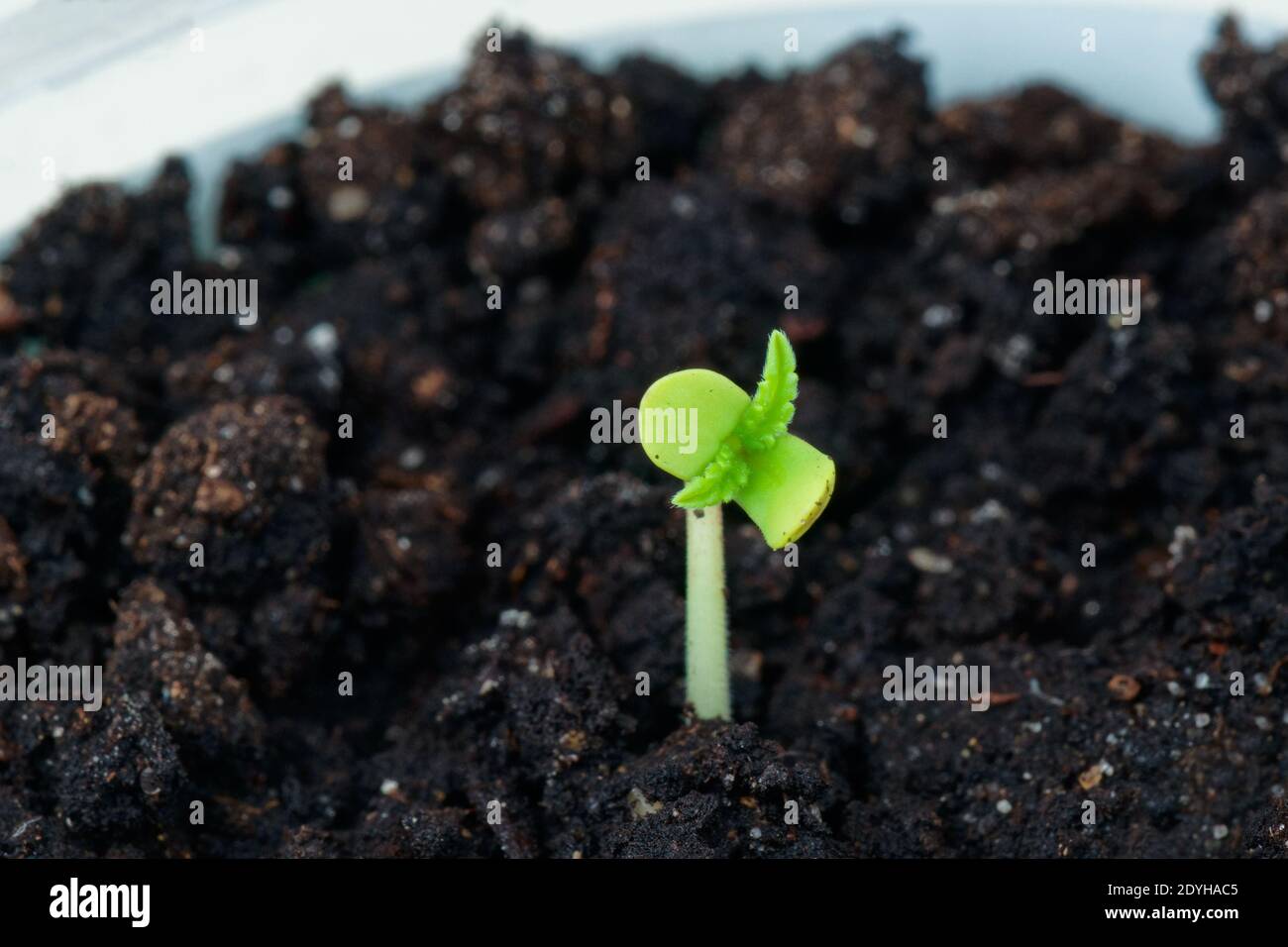 Sprout of cannabis growing indoors, macro shot Stock Photo - Alamy