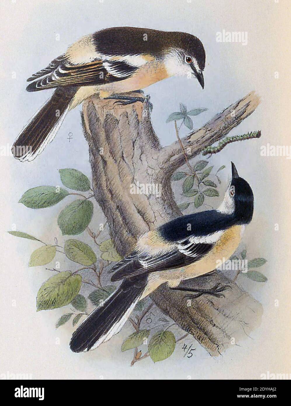 Lalage hi-res stock photography and images - Alamy