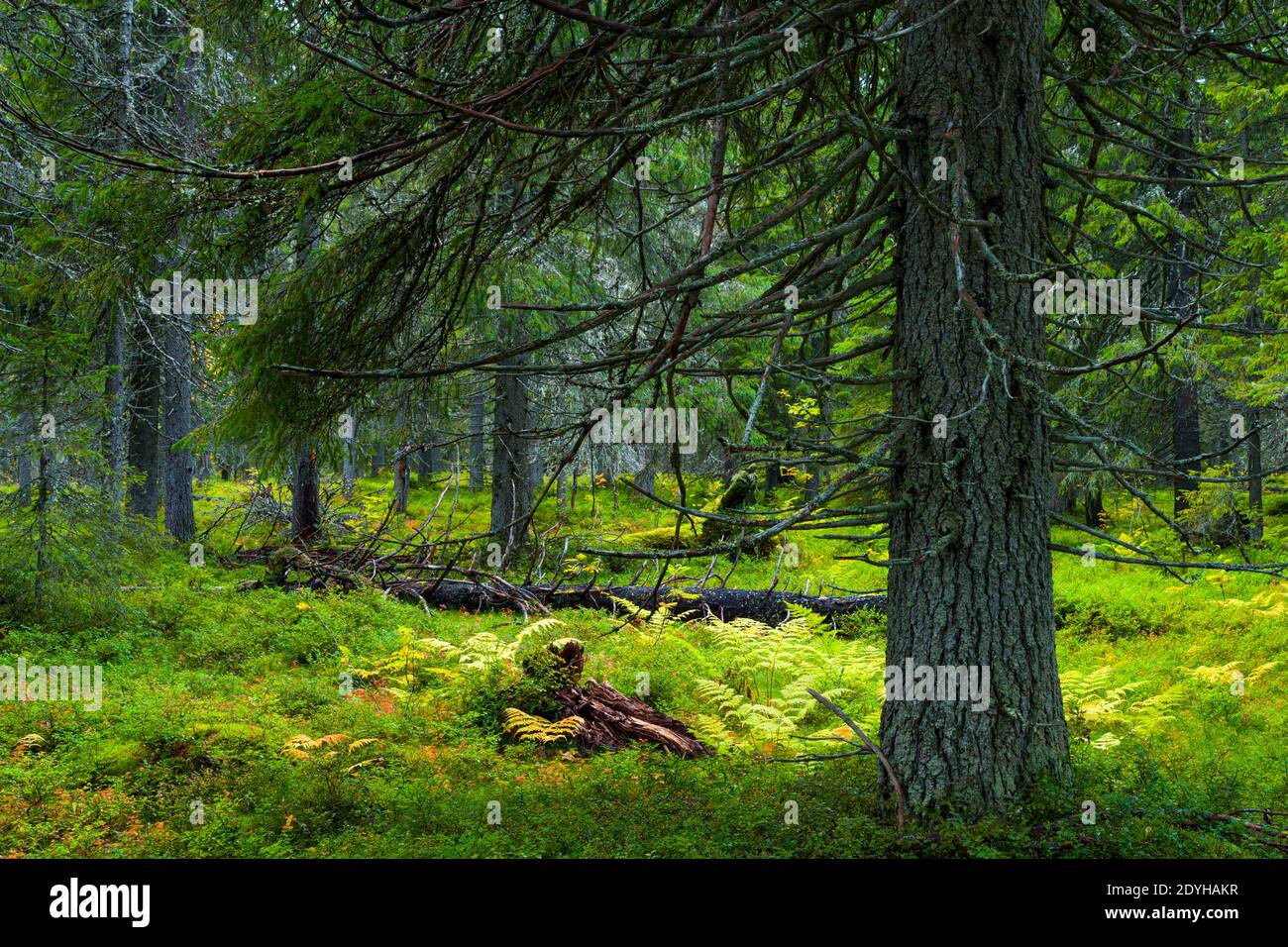 Paisaje finlandia hi-res stock photography and images - Alamy