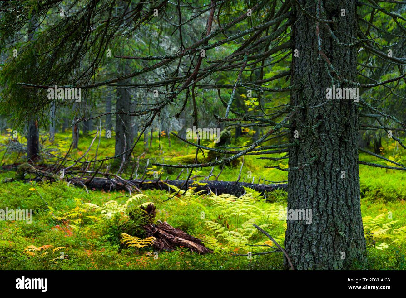 Paisaje finlandia hi-res stock photography and images - Alamy
