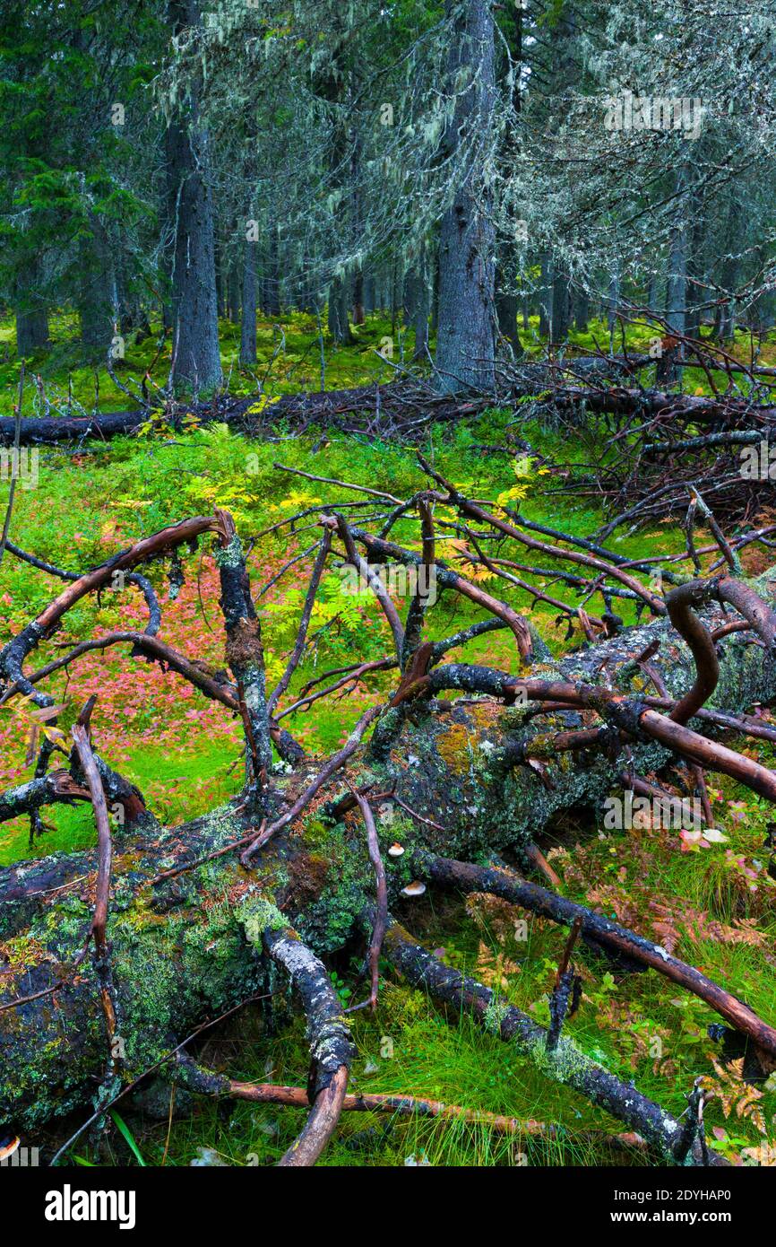 Bosque de Taiga en otoño. Finlandia. Europa Stock Photo - Alamy