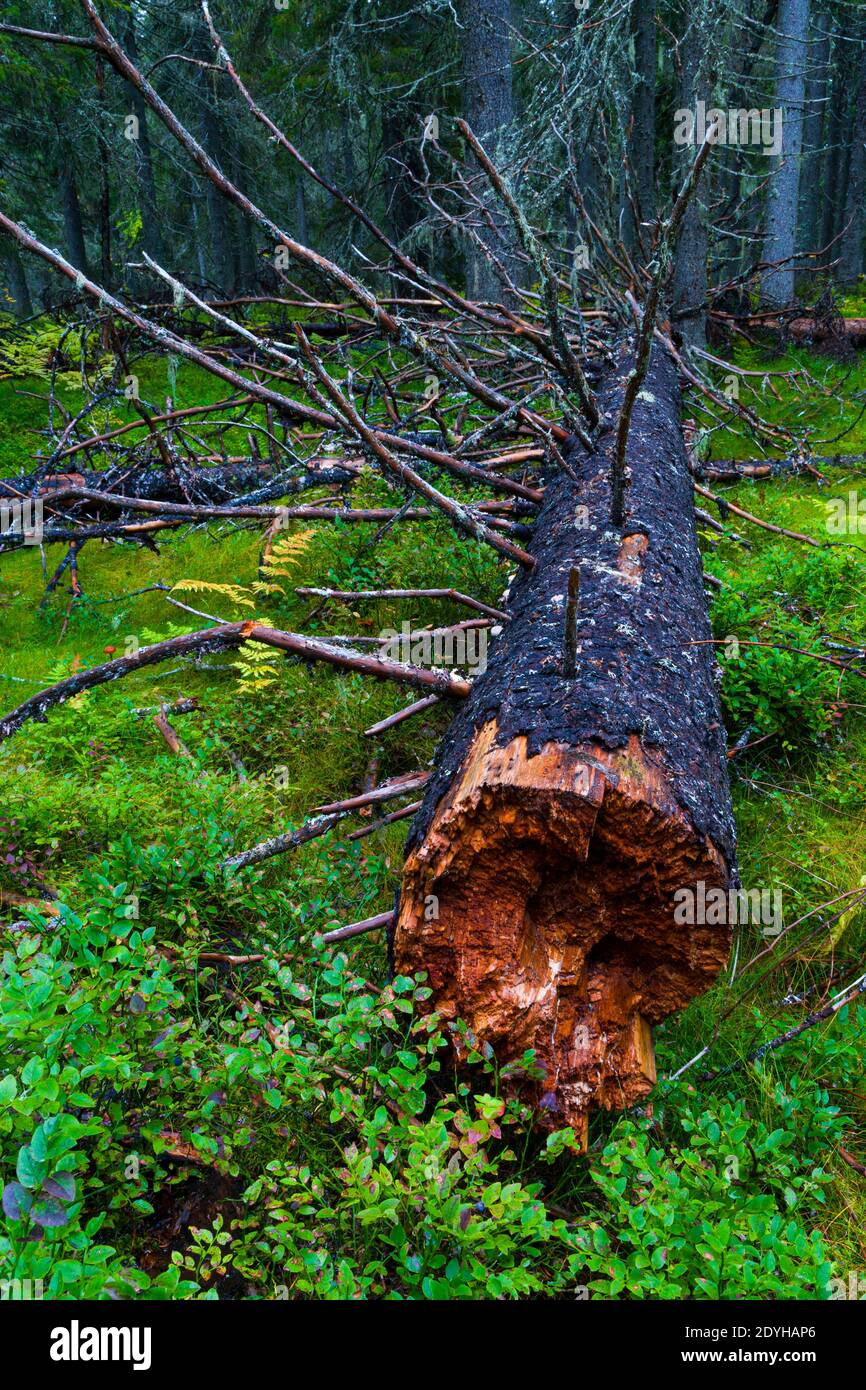 Bosque de Taiga en otoño. Finlandia. Europa Stock Photo - Alamy