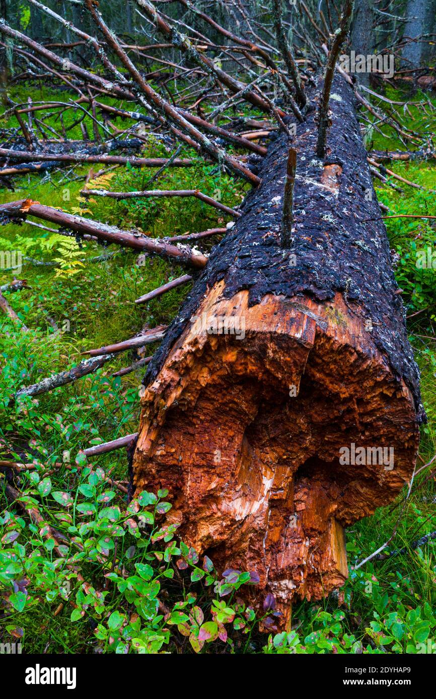 Bosque de Taiga en otoño. Finlandia. Europa Stock Photo - Alamy