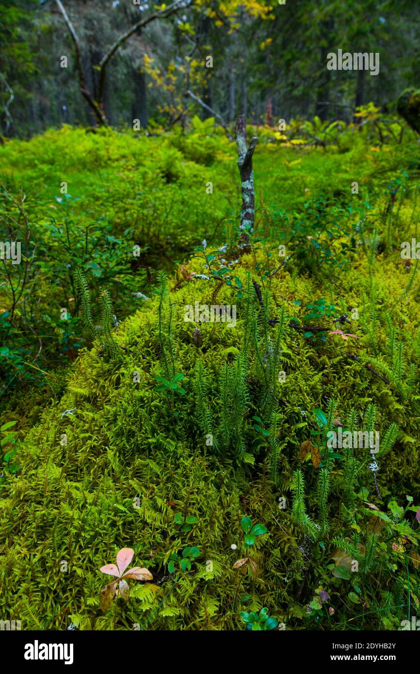 Colores de otoño. Bosque de Taiga. Finlandia Stock Photo - Alamy