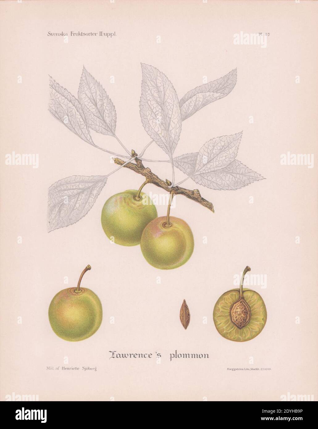 Plommon hi-res stock photography and images - Alamy