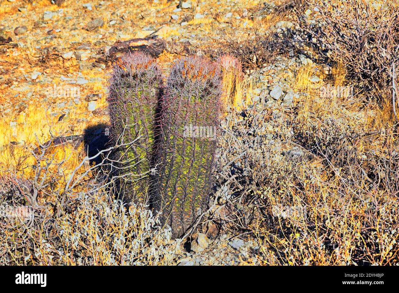 Barrel cactus, Ferocactus Wislizeni Cactaceae also known as Arizona ...