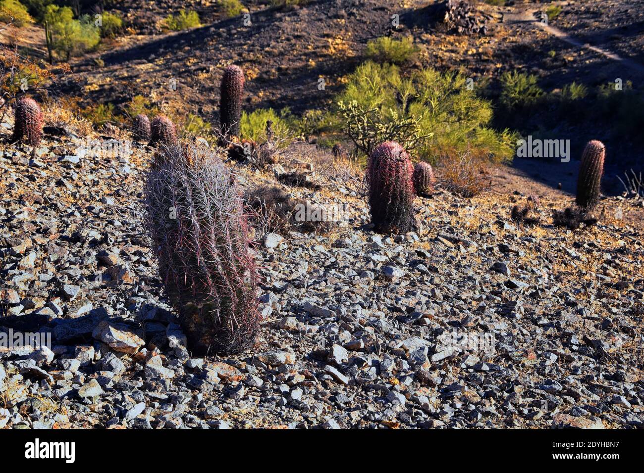 Barrel cactus, Ferocactus Wislizeni Cactaceae also known as Arizona ...
