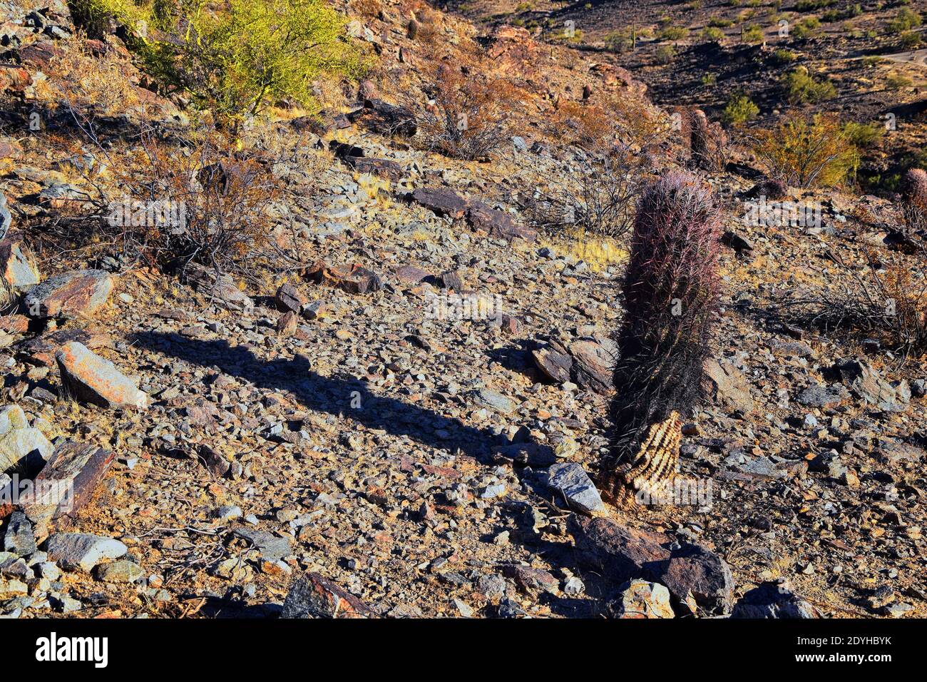Barrel cactus, Ferocactus Wislizeni Cactaceae also known as Arizona ...