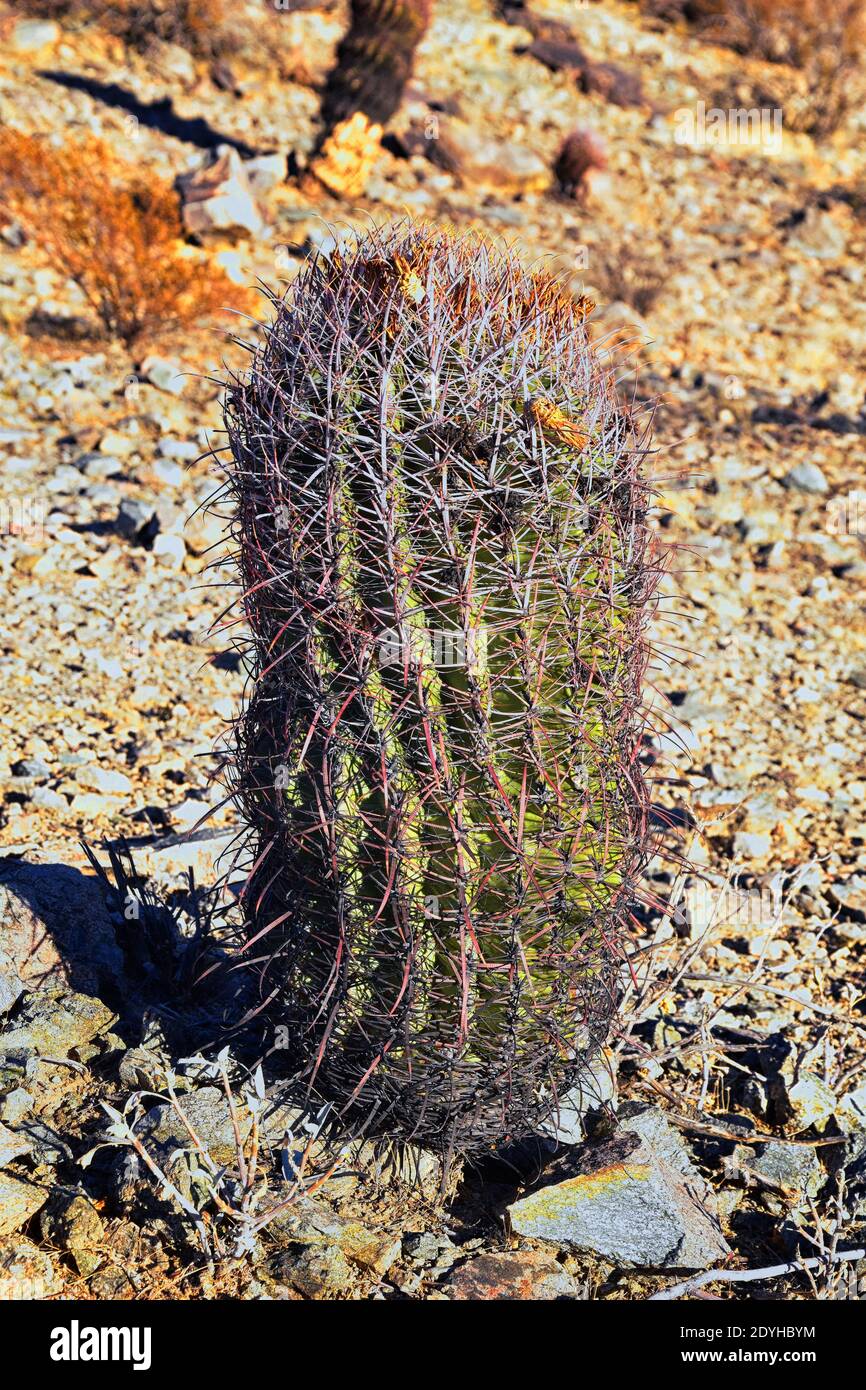 Barrel cactus, Ferocactus Wislizeni Cactaceae also known as Arizona ...