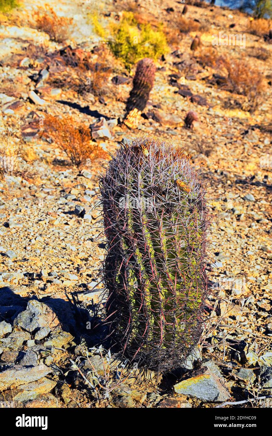 Barrel cactus, Ferocactus Wislizeni Cactaceae also known as Arizona ...