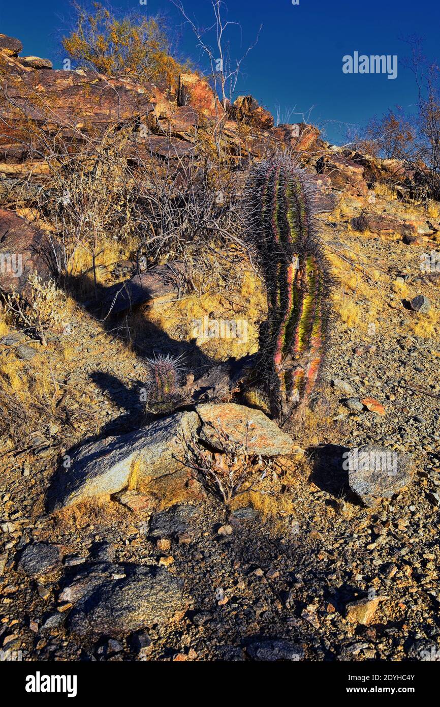 Barrel cactus, Ferocactus Wislizeni Cactaceae also known as Arizona ...
