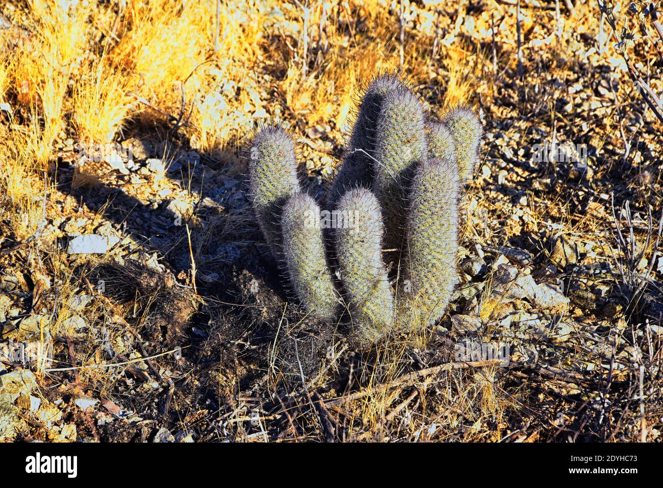 Barrel cactus, Ferocactus Wislizeni Cactaceae also known as Arizona ...