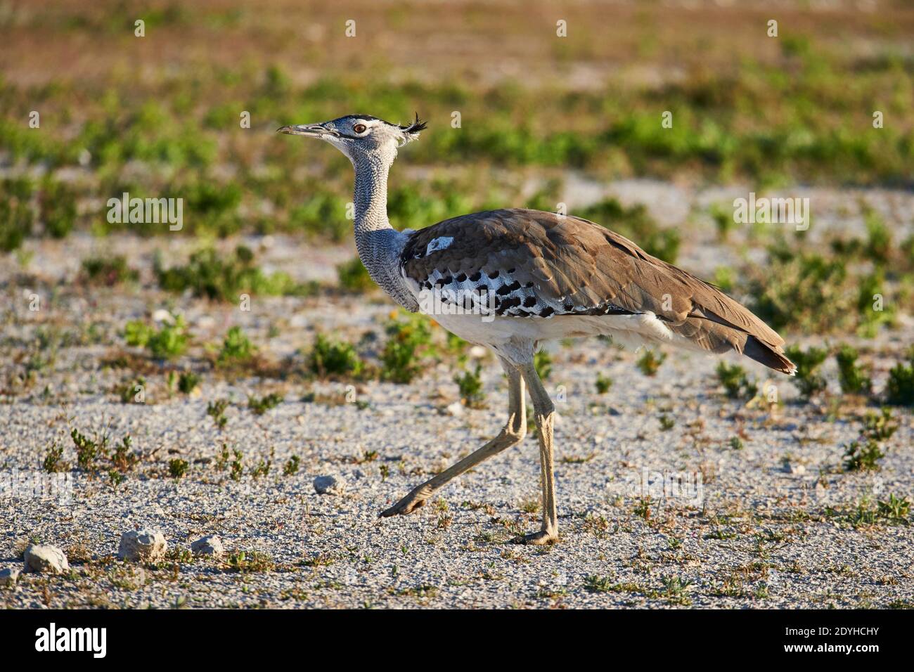 Kori bustard one of the largest flying bird, photographed in the ...