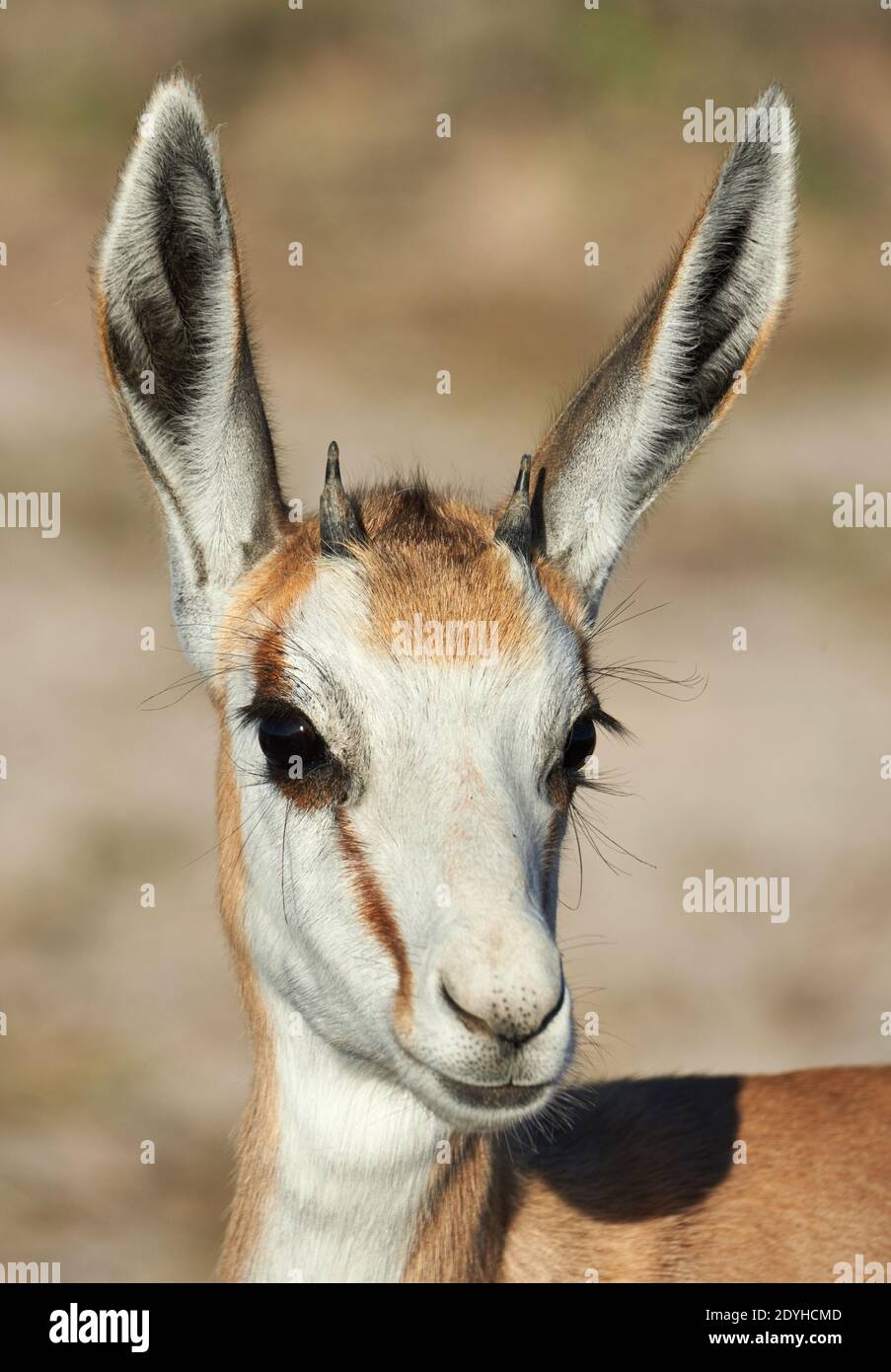 Portrait of a beautifull young springbok photographed in Namibia Stock ...