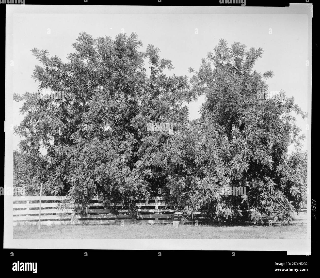 Lakeside Ranch California black walnut trees Stock Photo - Alamy