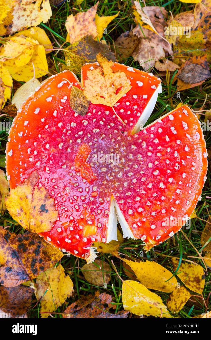 MATAMOSCAS Amanita muscaria. Setas en el bosque. Otoño. Taiga ...