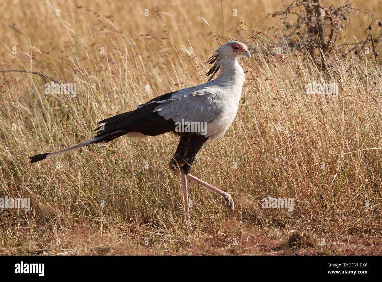 Beautiful secretary bird walking in the grassland Stock Photo - Alamy