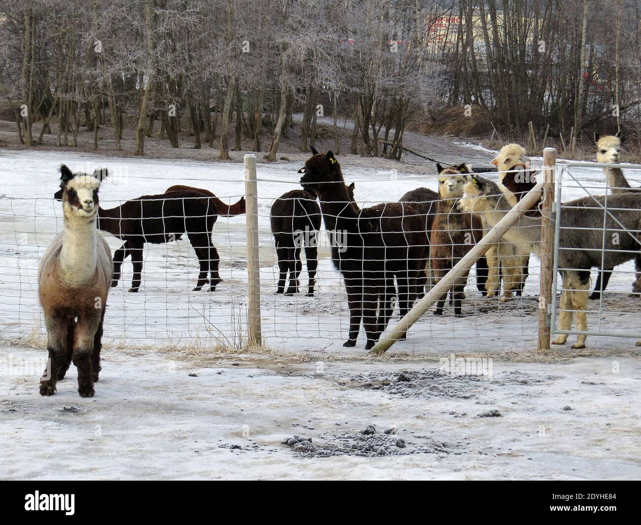 Cute and curious alpaca animals in the farm Stock Photo - Alamy