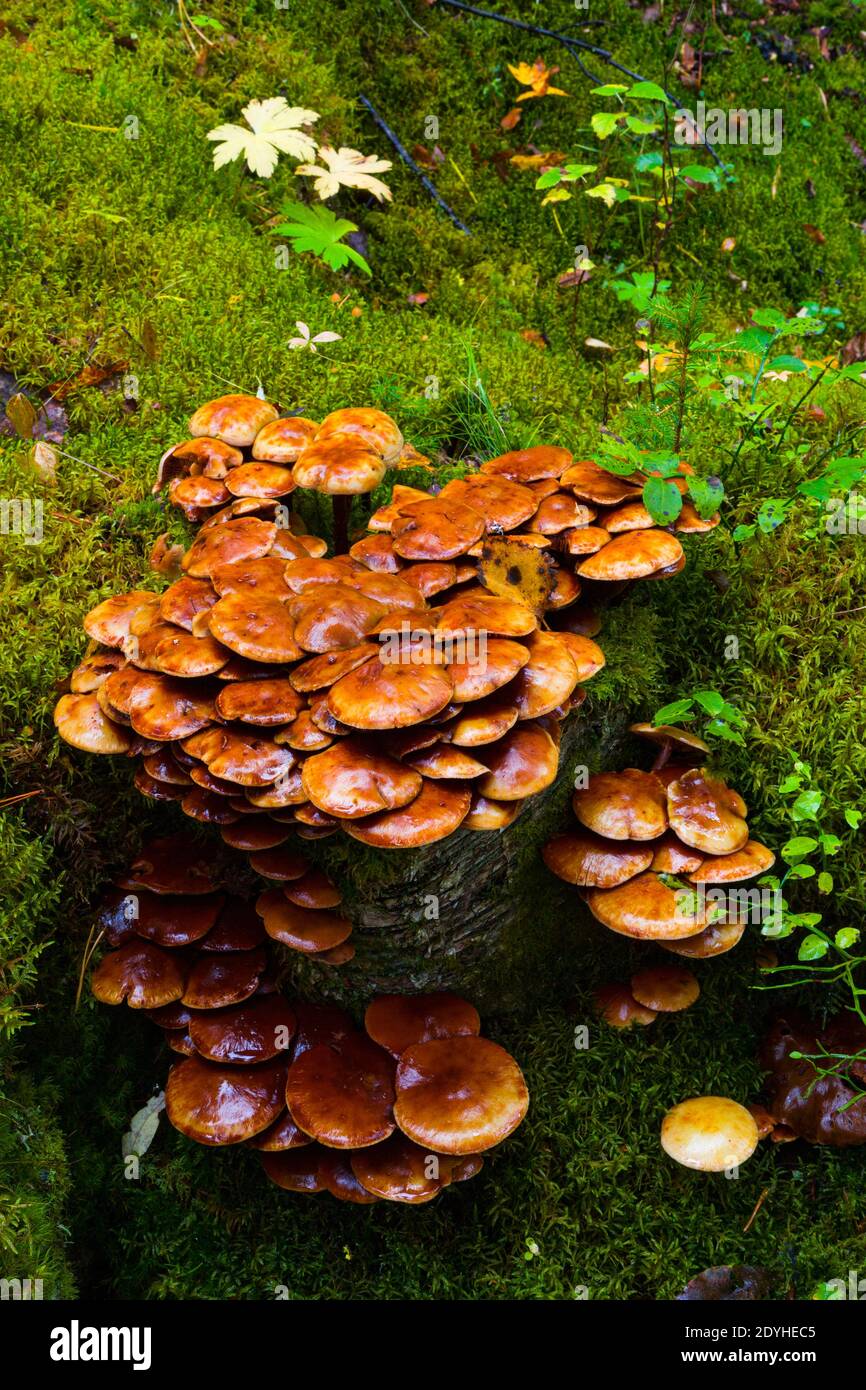 Bosque de finlandia hi-res stock photography and images - Alamy