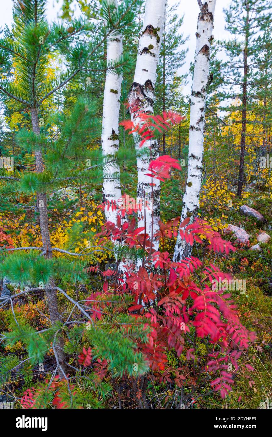 Bosque de Taiga en otoño. Finlandia. Europa Stock Photo - Alamy