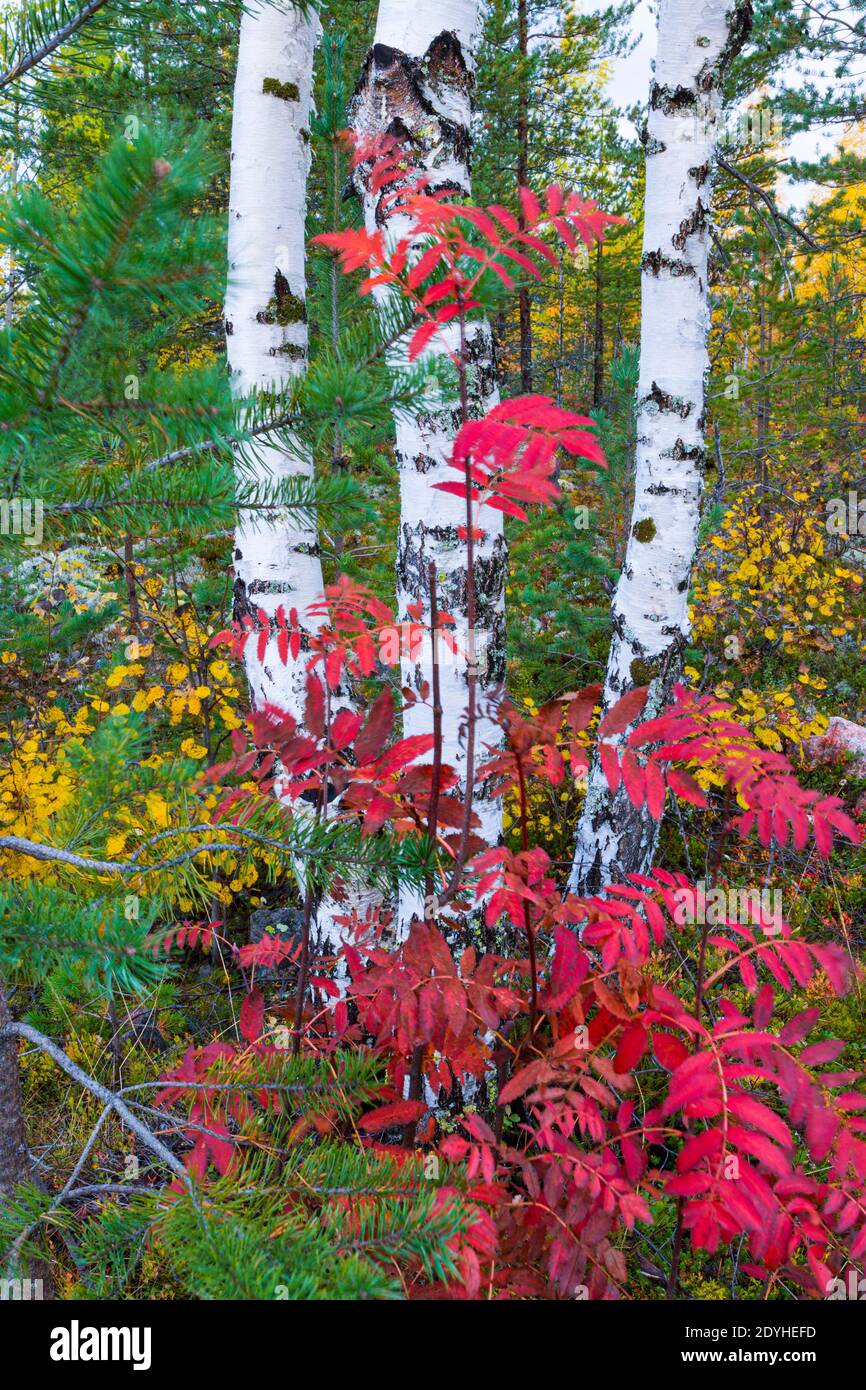 Bosque de Taiga en otoño. Finlandia. Europa Stock Photo - Alamy