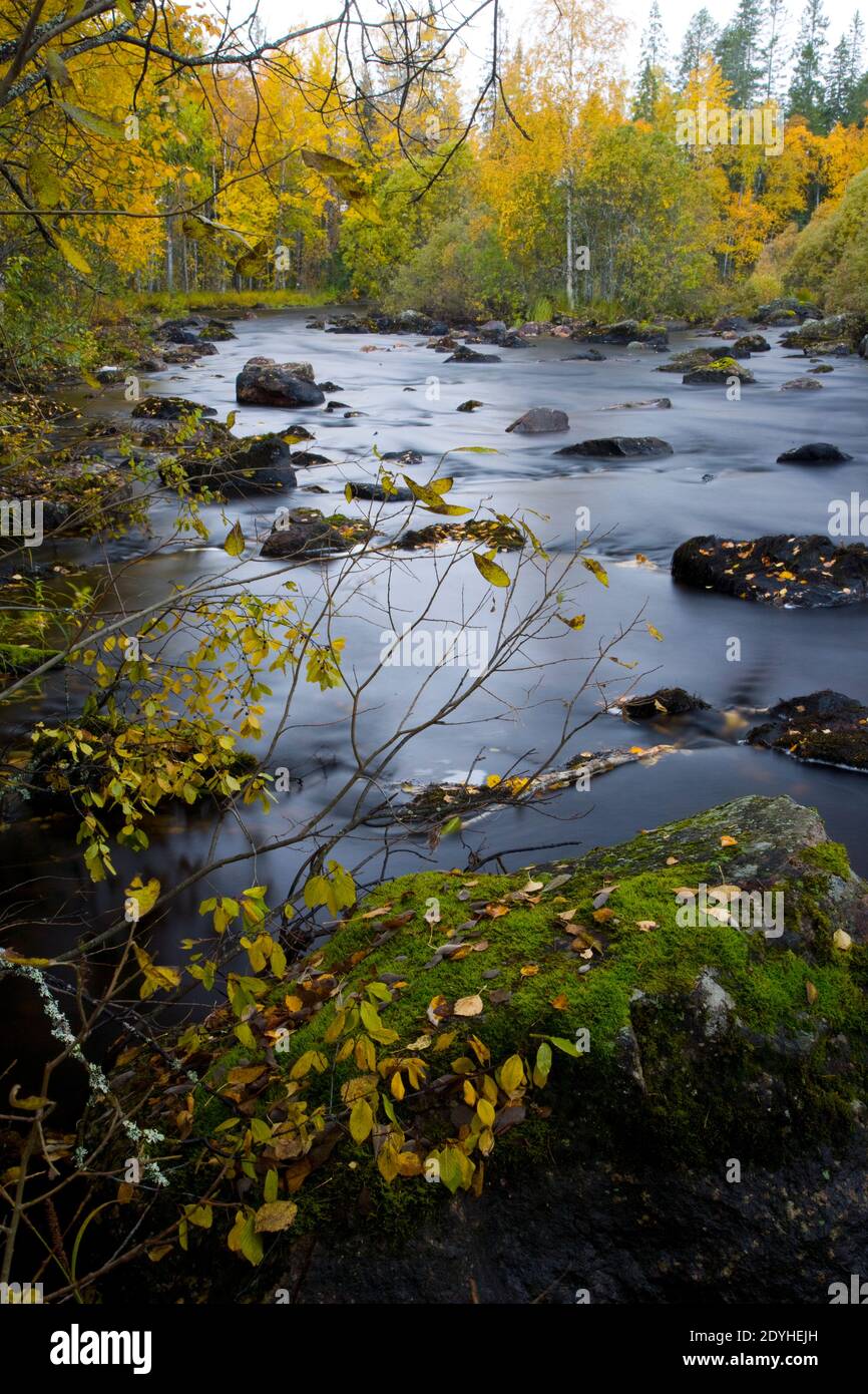 Bosque de Taiga en otoño. Finlandia. Europa Stock Photo - Alamy