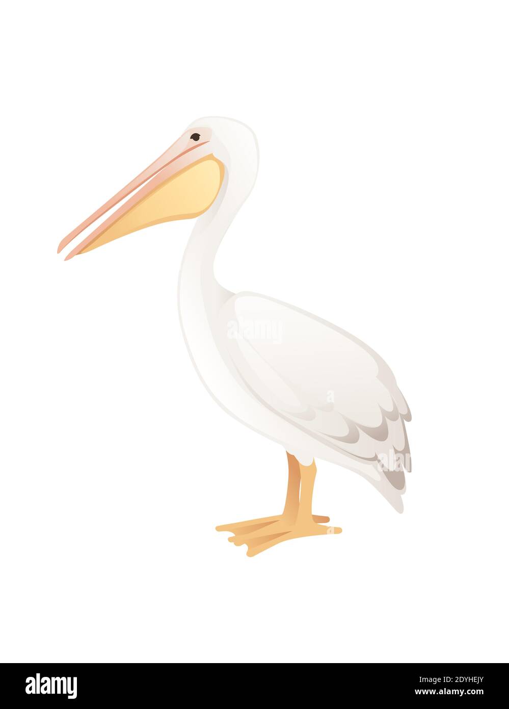 Pelican genus large water bird cartoon animal design big white bird ...