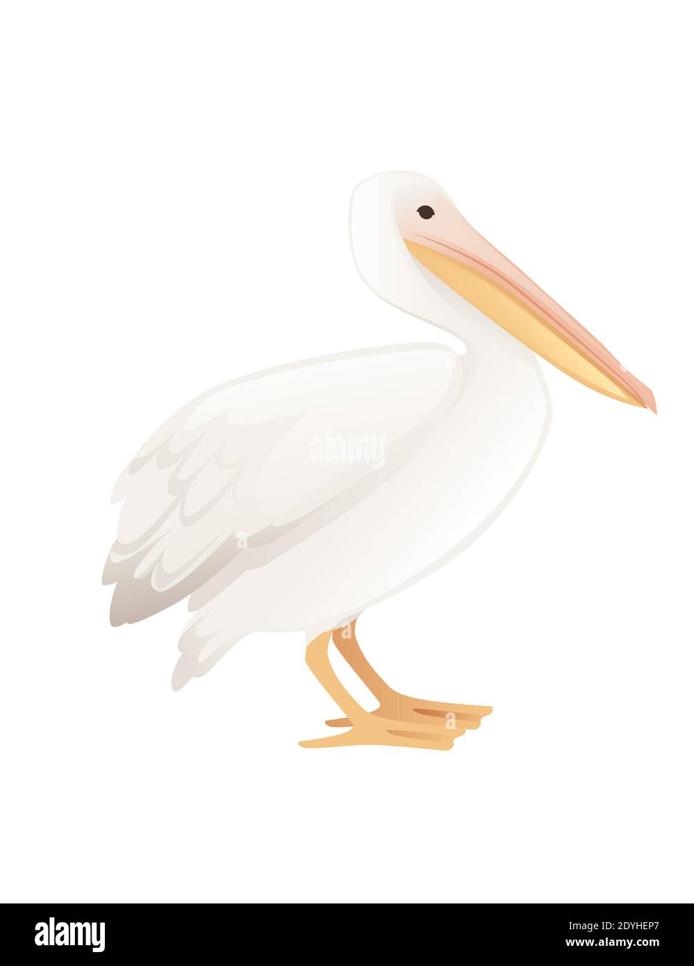 Pelican genus large water bird cartoon animal design big white bird ...