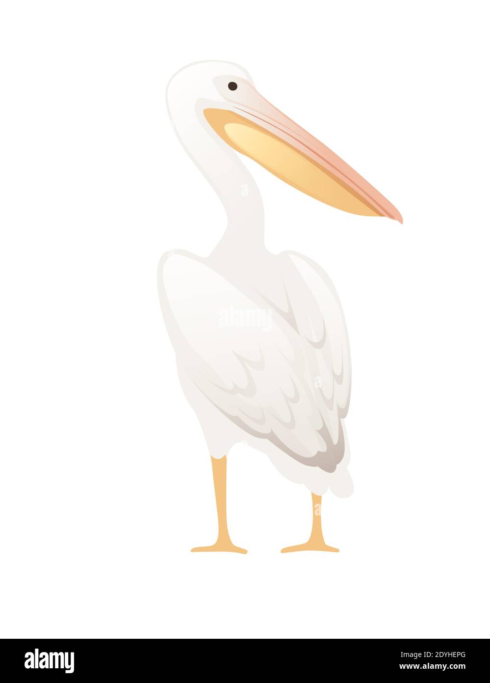 Pelican genus large water bird cartoon animal design big white bird ...
