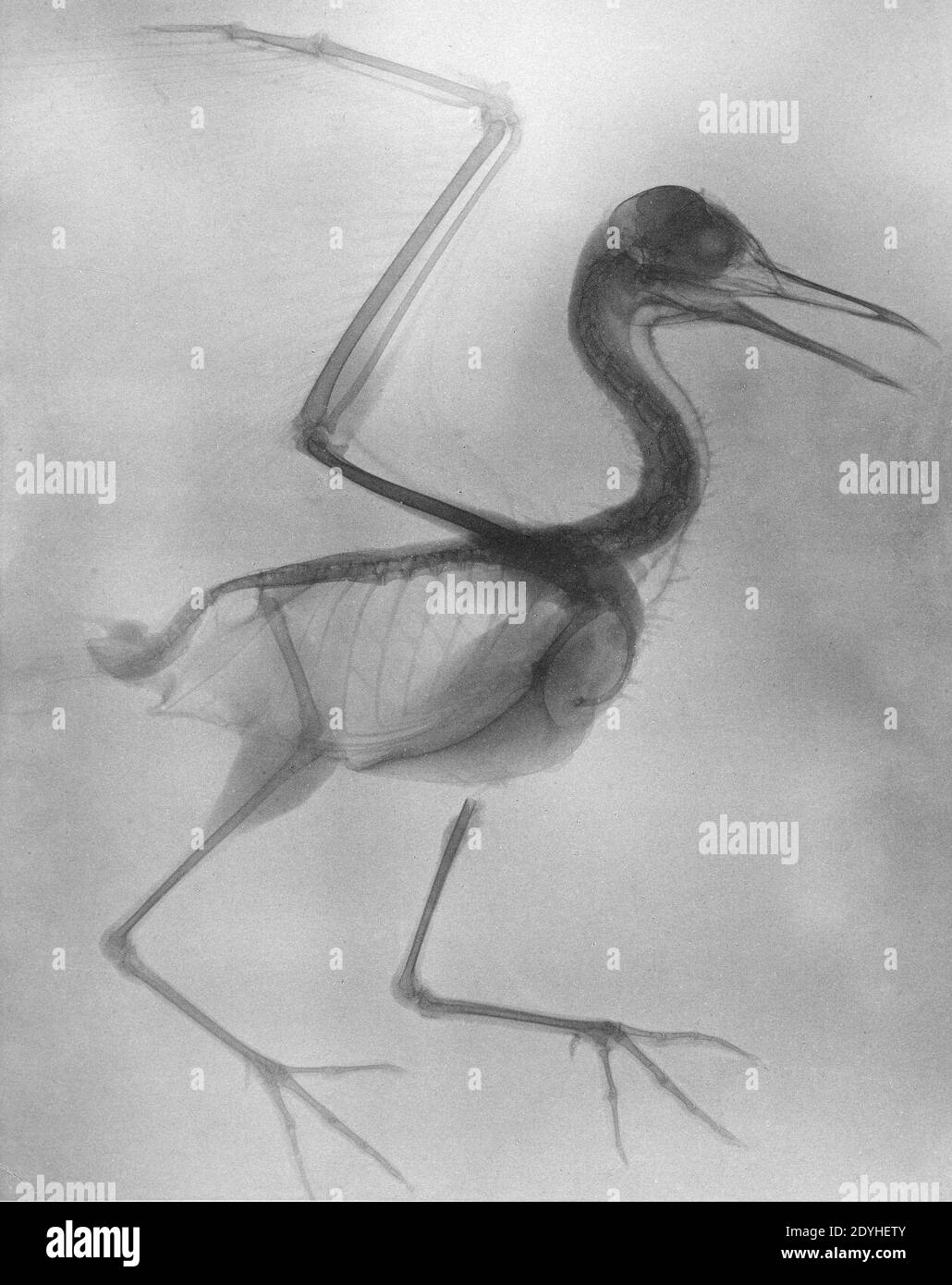 Larus ridibundus 240B Stock Photo - Alamy