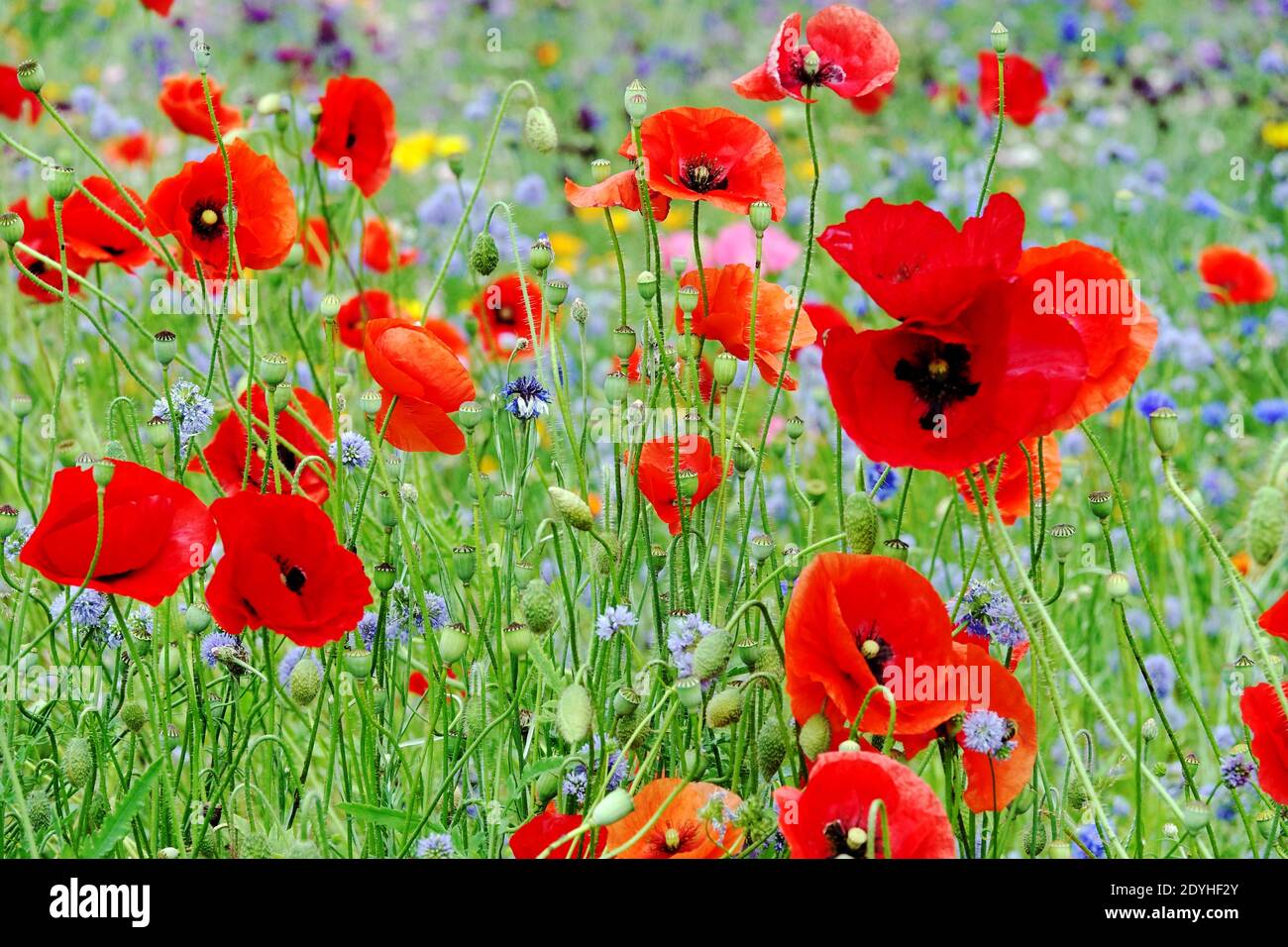 Common Poppy Red Papaver rhoeas colorful meadow flowers Stock Photo - Alamy