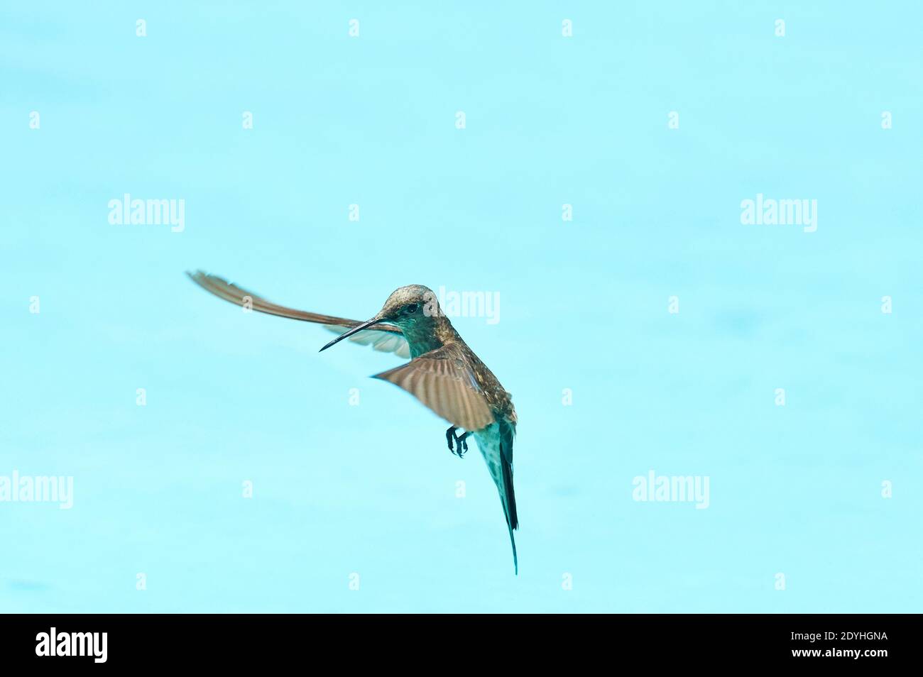 Santiago, Santiago, Chile. 26th Dec, 2020. The GIANT HUMMINGBIRD ...