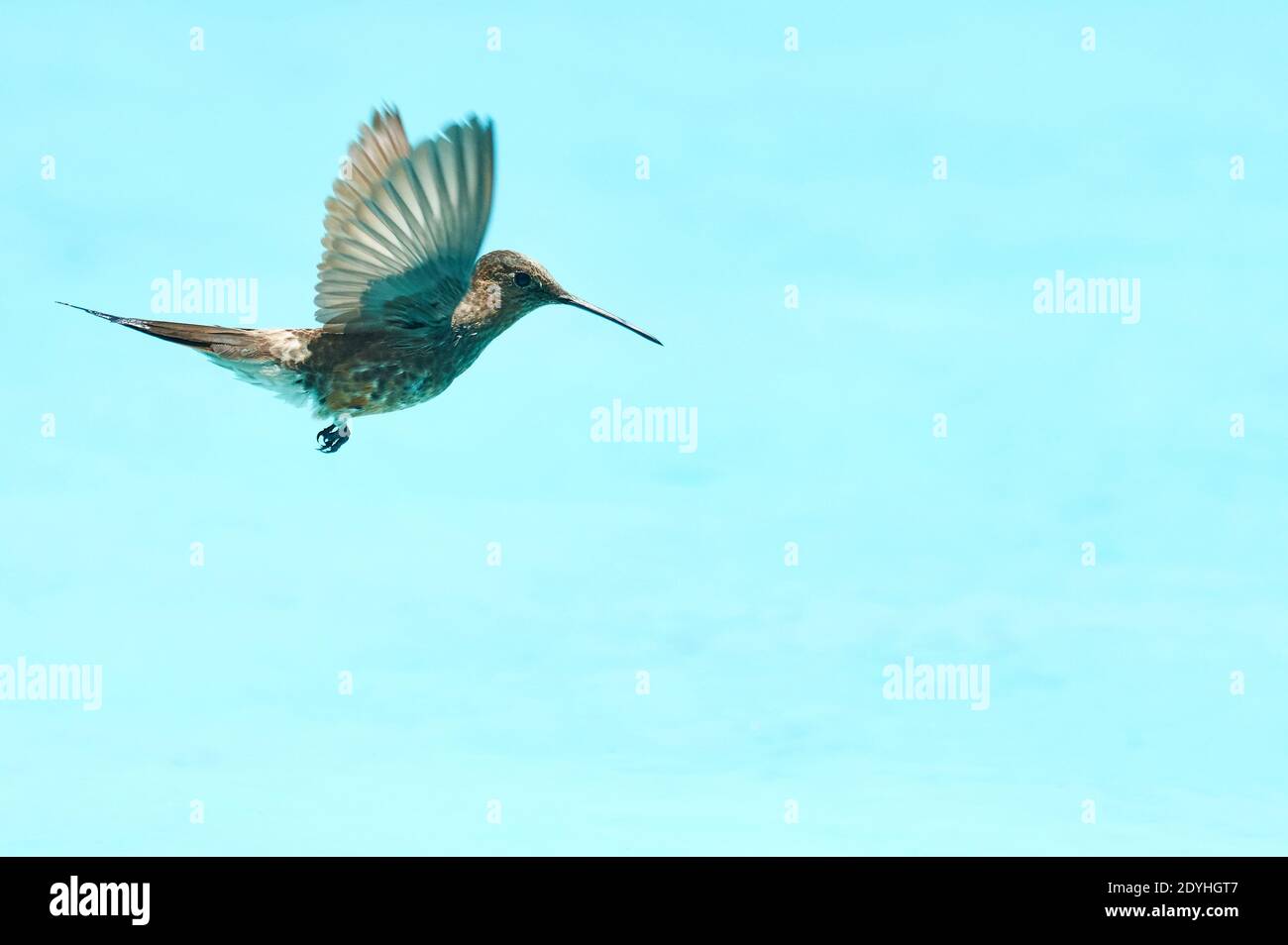 Araucana a region of chile hi-res stock photography and images - Alamy