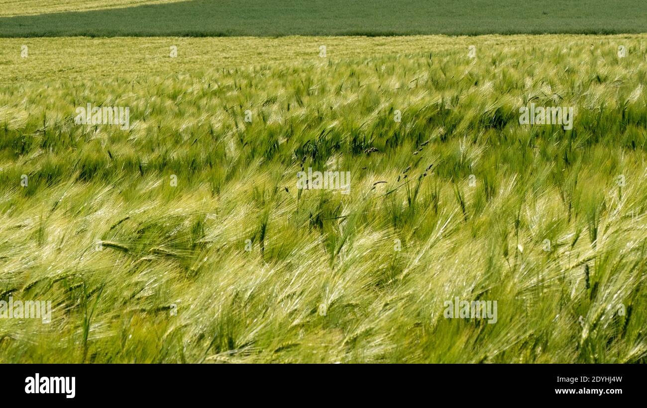 Beautiful view wheat plants hi-res stock photography and images - Alamy