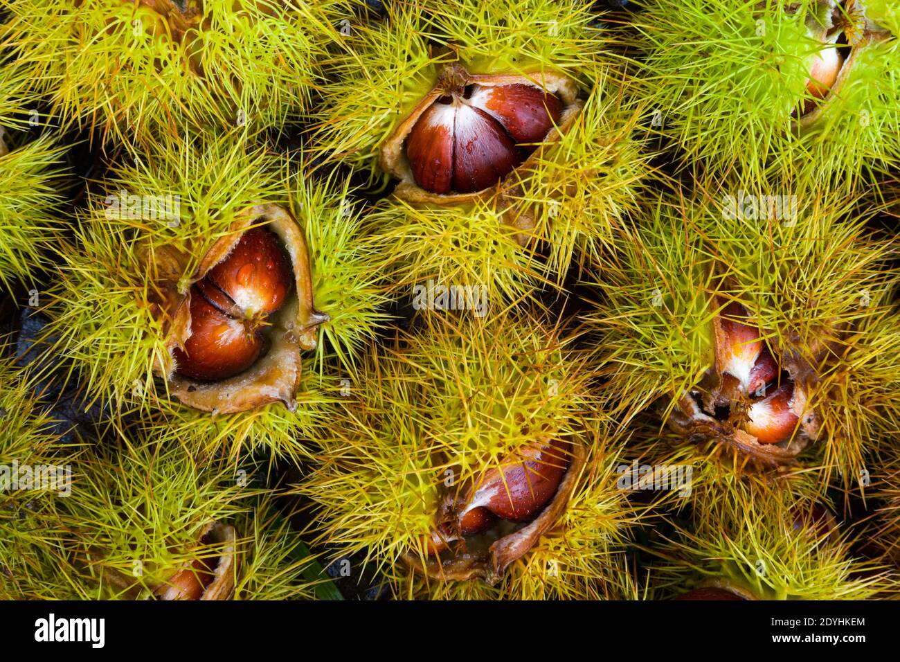 Fruto del bosque hi-res stock photography and images - Alamy