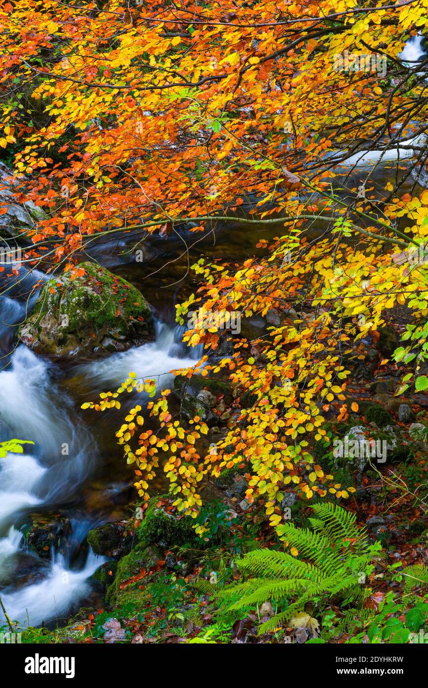 Bosque de Hayas, ITINERARIO RUTA DEL ALBA. PARQUE NATURAL REDES ...