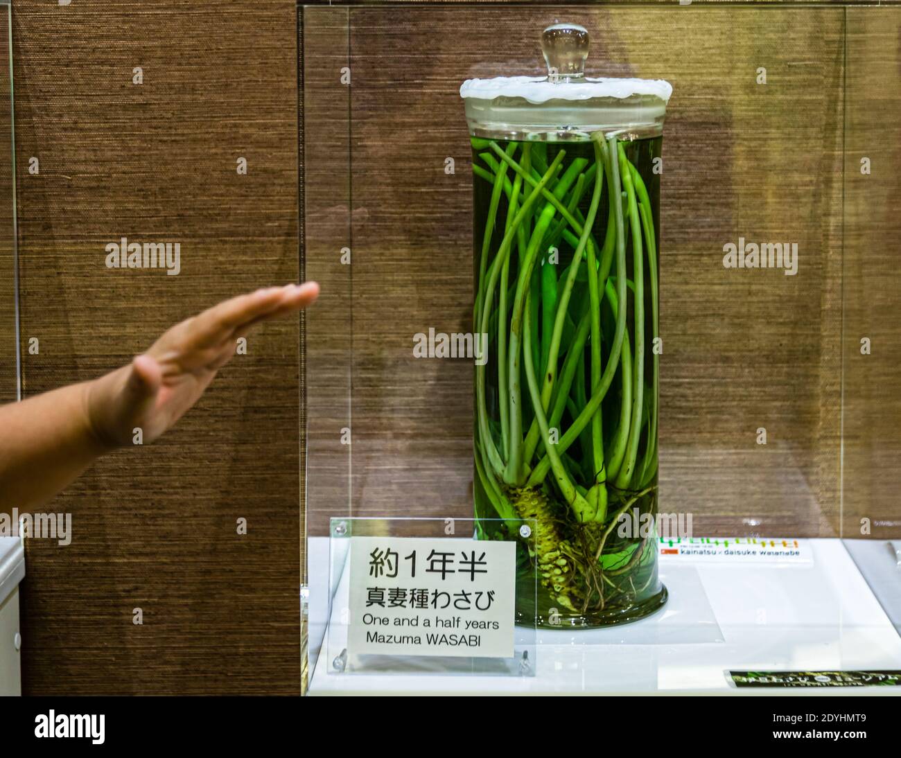 Wasabi Museum in Kannami, Japan. A 1.5-year-old wasabi plant is on ...