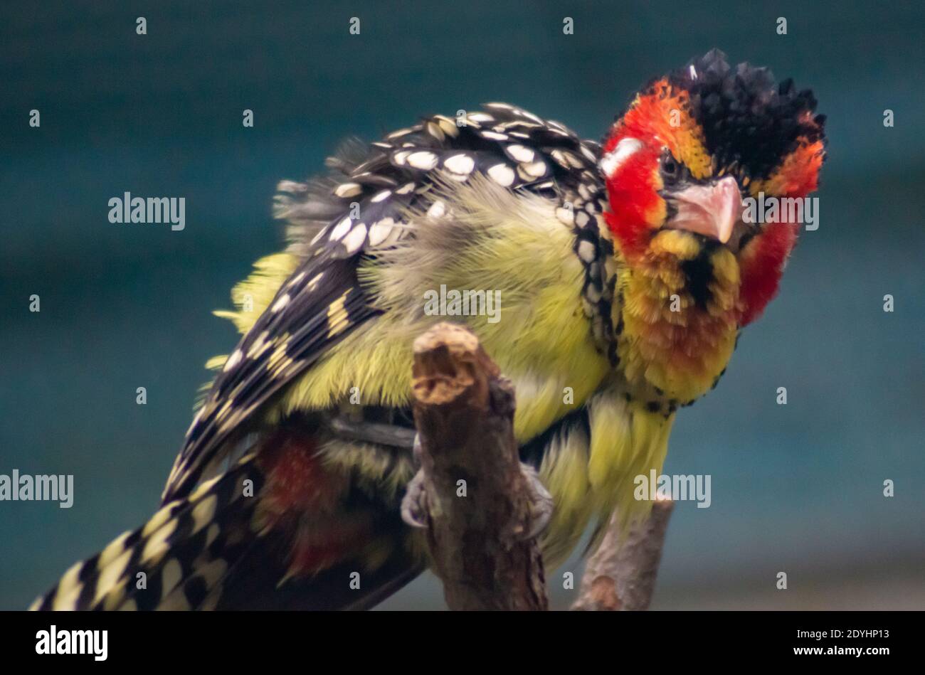 Colourful small birds hi-res stock photography and images - Alamy