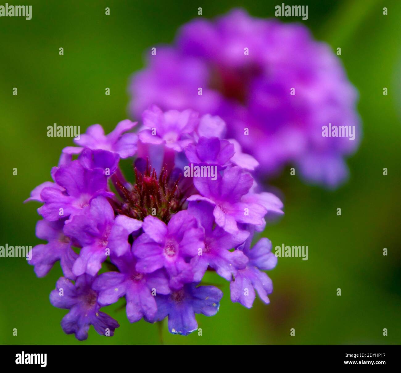Small Purple Flowers Stock Photo - Alamy