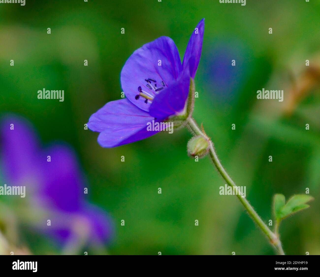 Sole flowers hi-res stock photography and images - Alamy