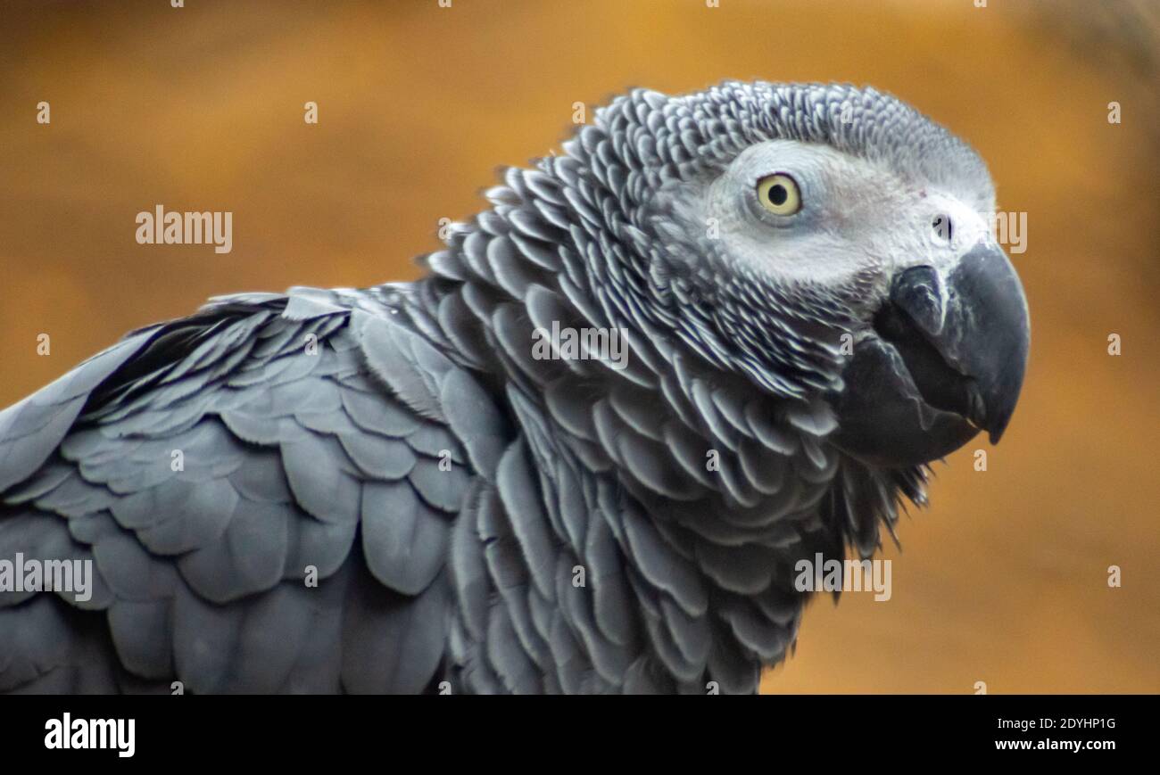 Parrot smiling hi-res stock photography and images - Alamy