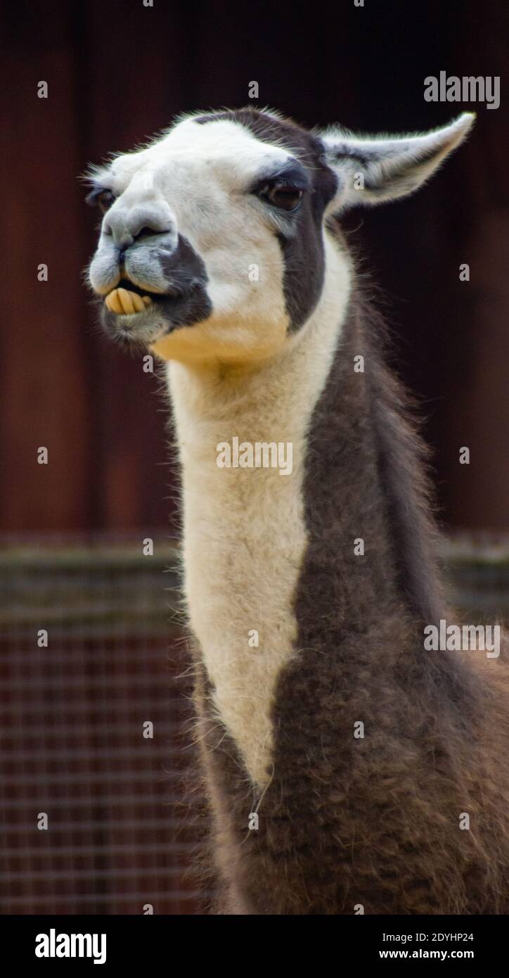 Llamas Smiling