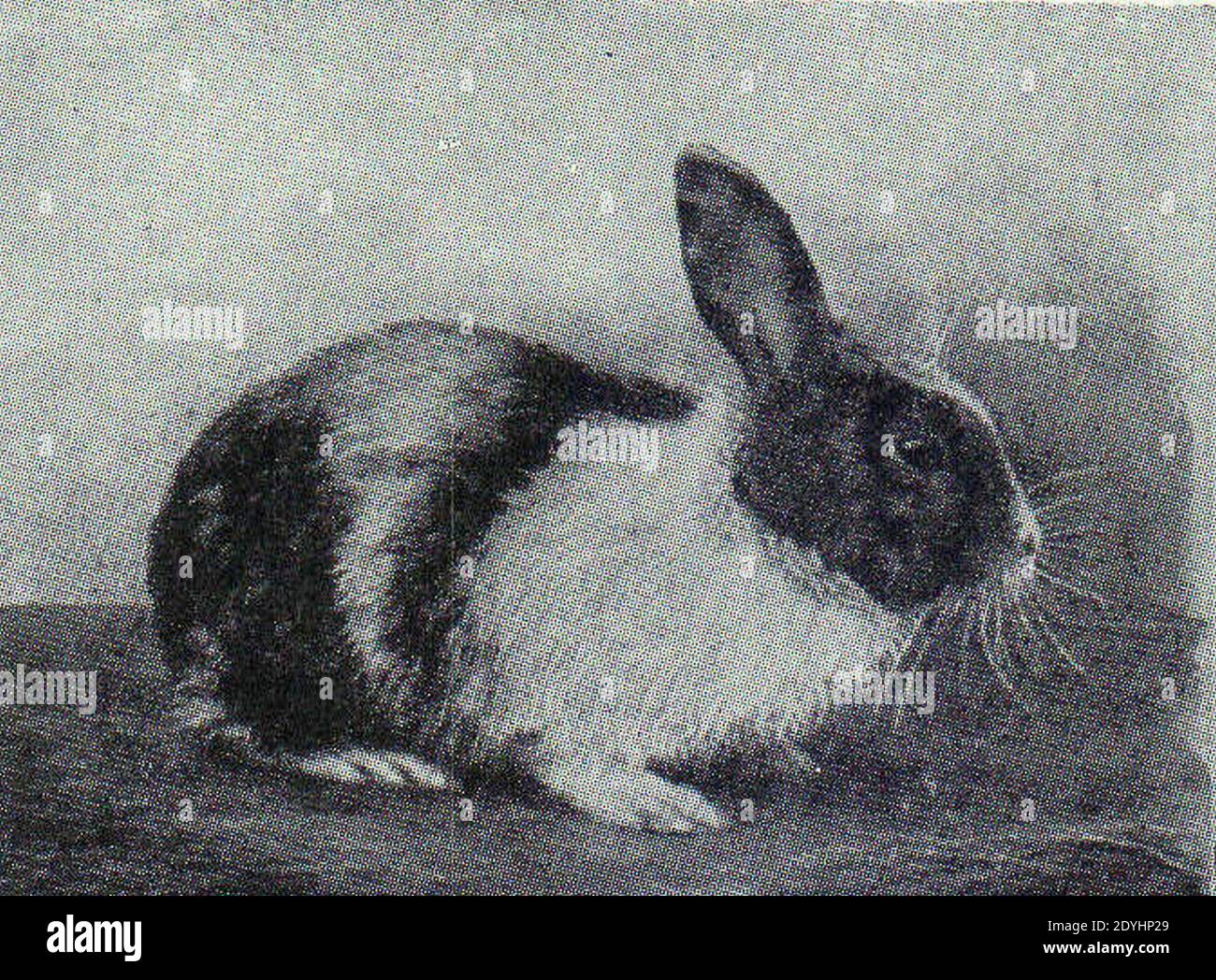 Japanese rabbit hi-res stock photography and images - Alamy